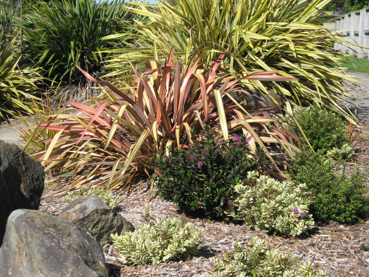 Brian Mayo Reserve | The Cambridge Tree Trust
