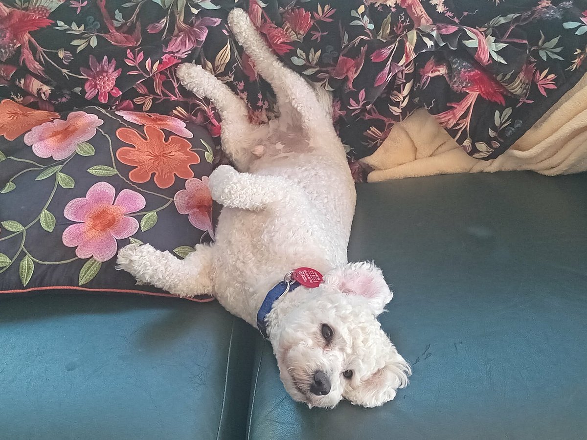 Butters | The Dog Rescue Project