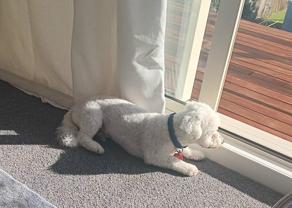 Butters | The Dog Rescue Project