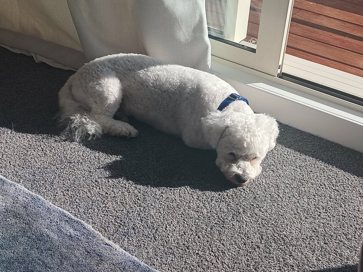 Butters | The Dog Rescue Project