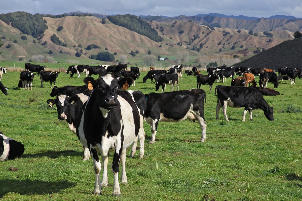 Entering Calving Information | FARMAX