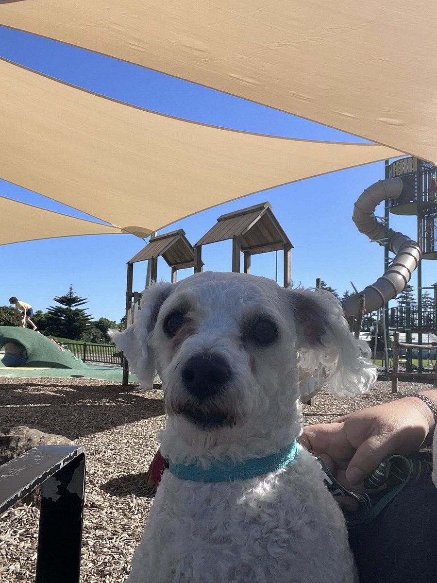 Thad | The Dog Rescue Project