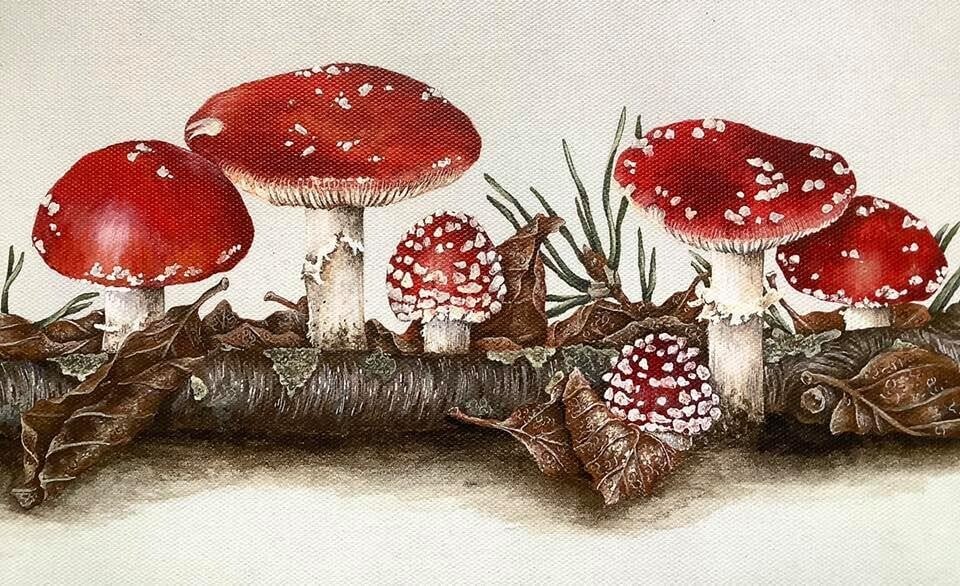 Wildlife Artist Northumberland UK | Jane Harbottle Artist