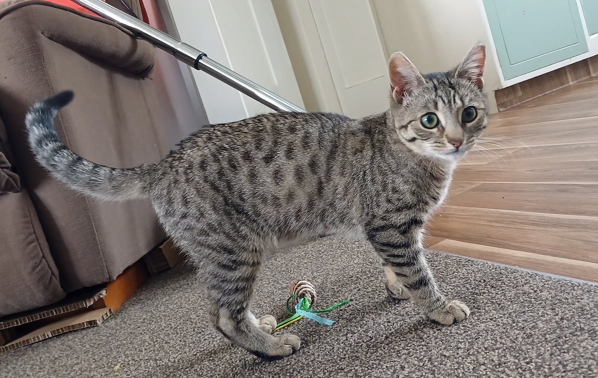 Tina, an unusual kitten | VetSouth