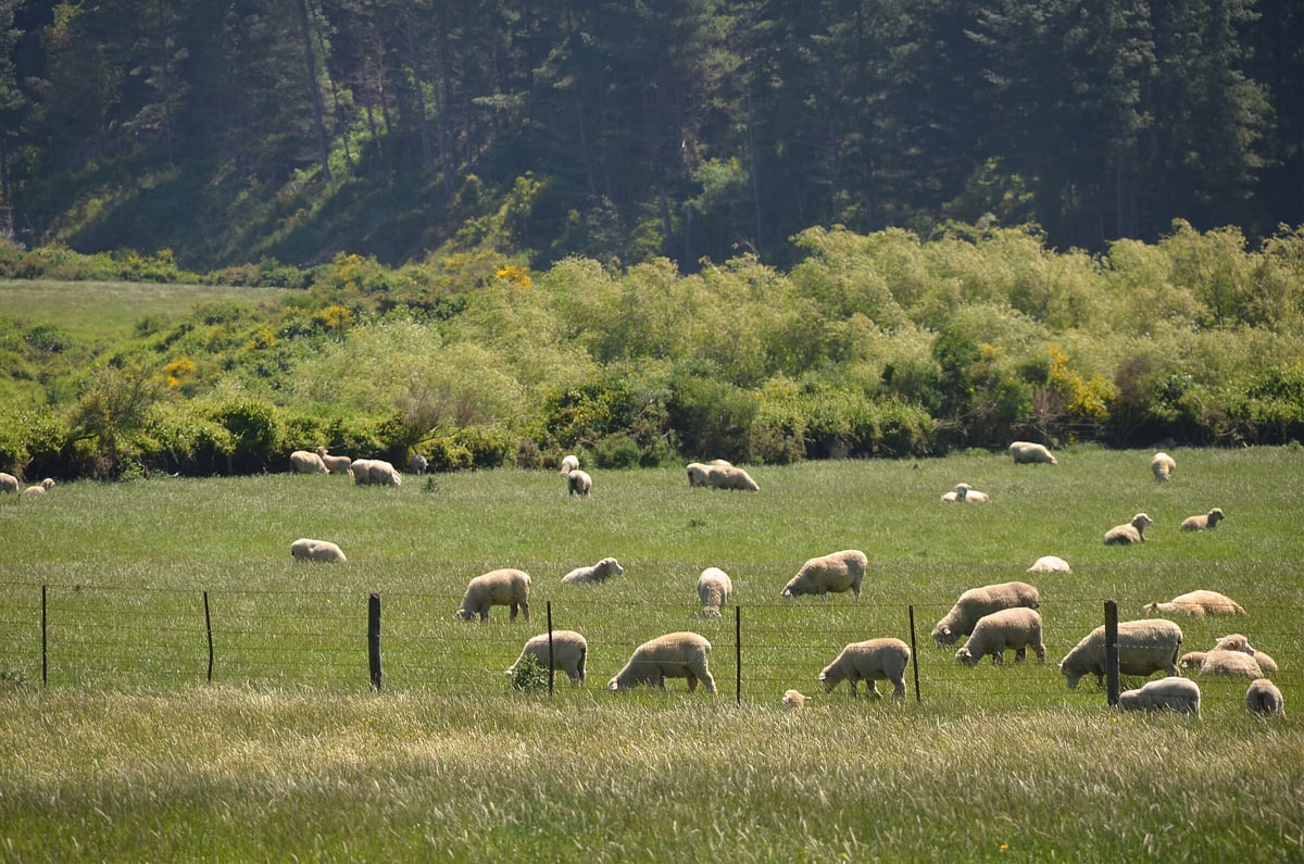 Vitamin B12 for lambs | VetSouth