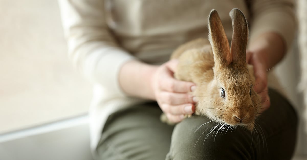 Pocket Pets | VetSouth