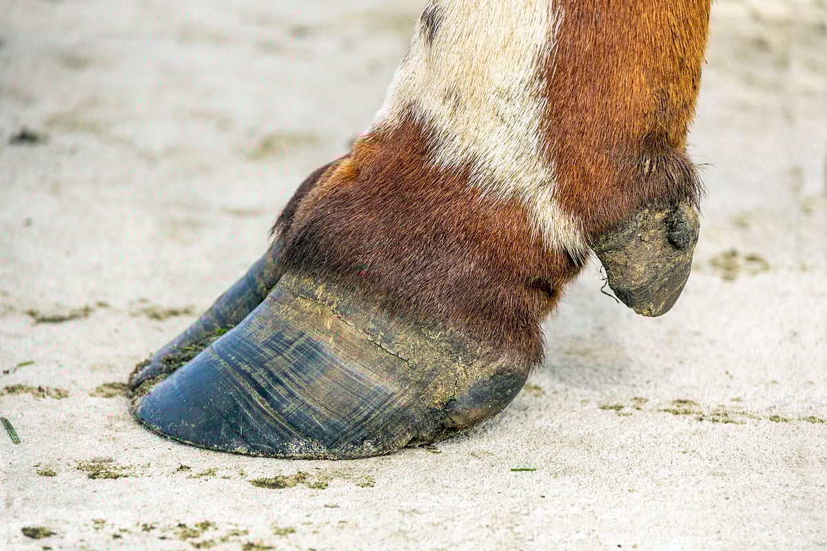 What's inside a cow's hoof? | VetSouth