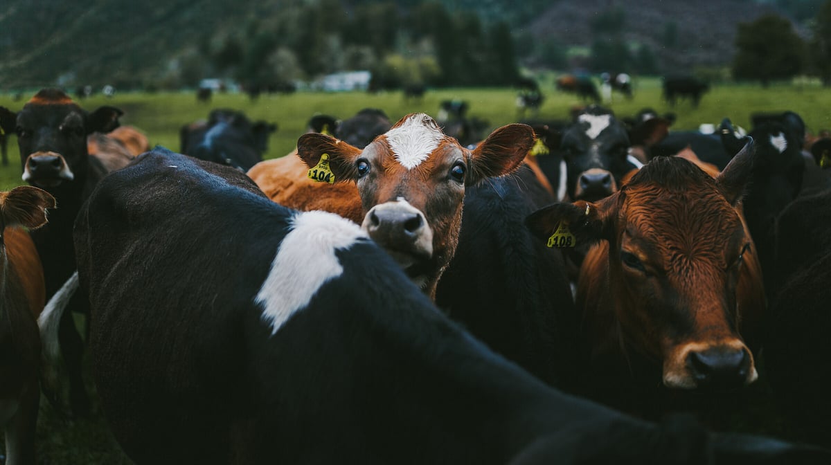 Discussing Johne’s disease | VetSouth