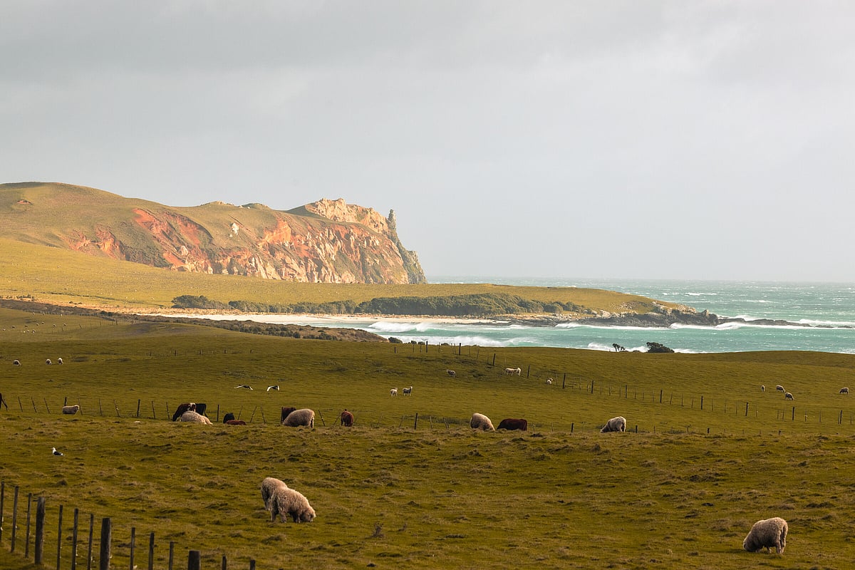 Chatham Islands | Heather Collins