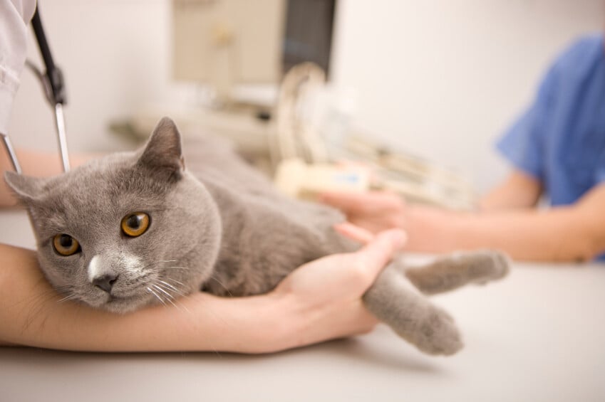 Feline Hyperthyroidism | VetSouth