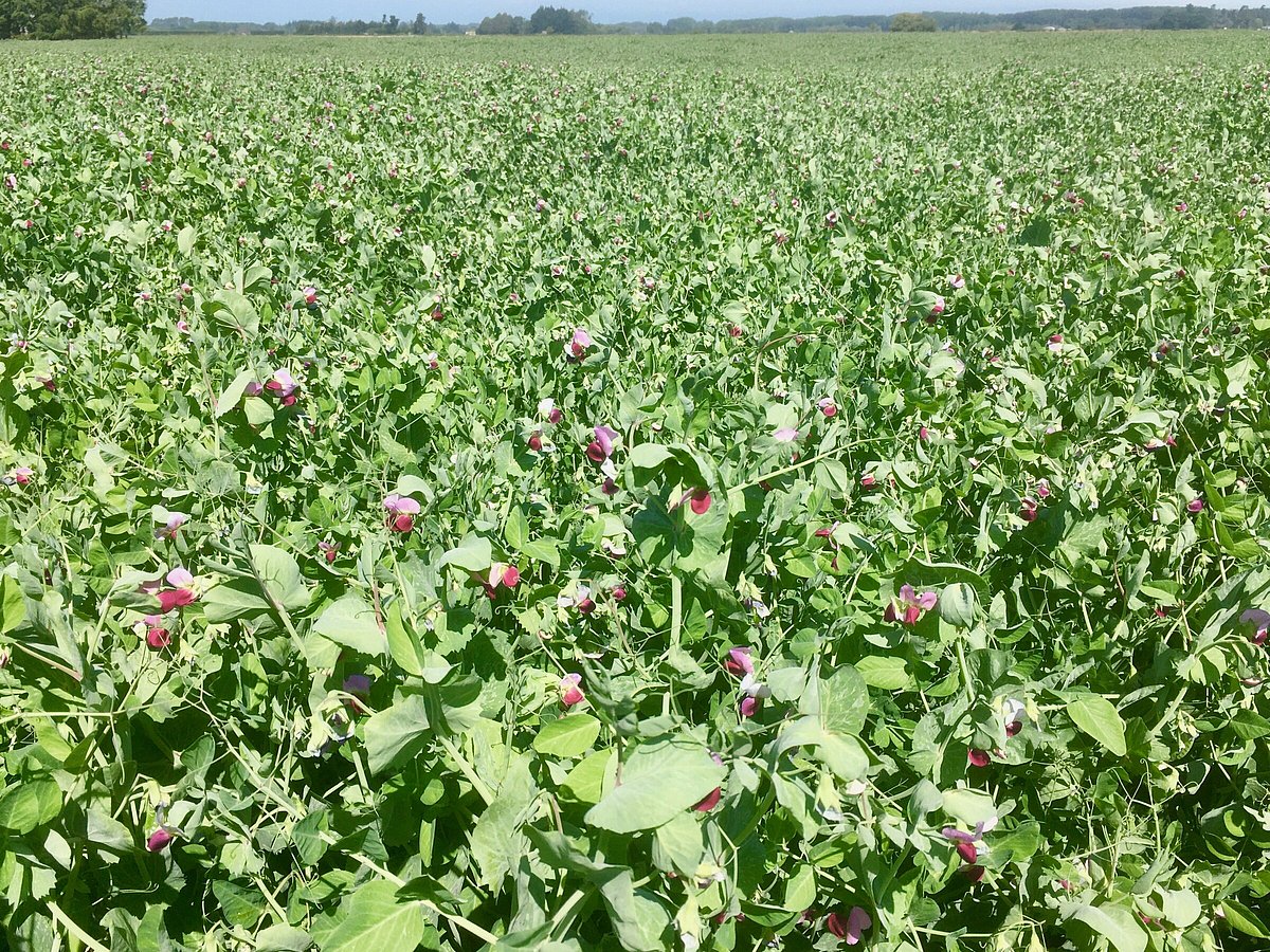 Maple Peas | GSB Brokers