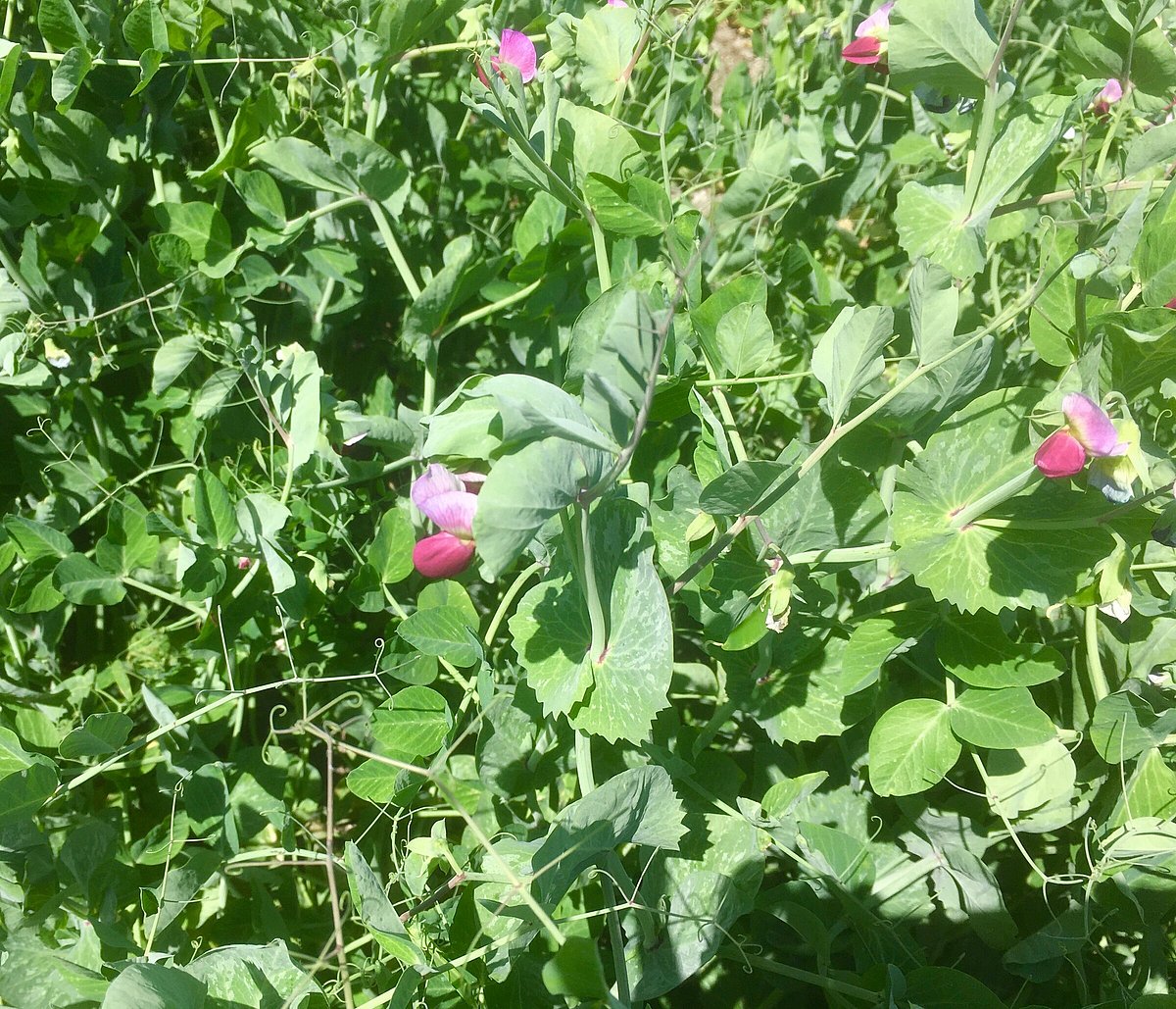 Maple Peas | GSB Brokers