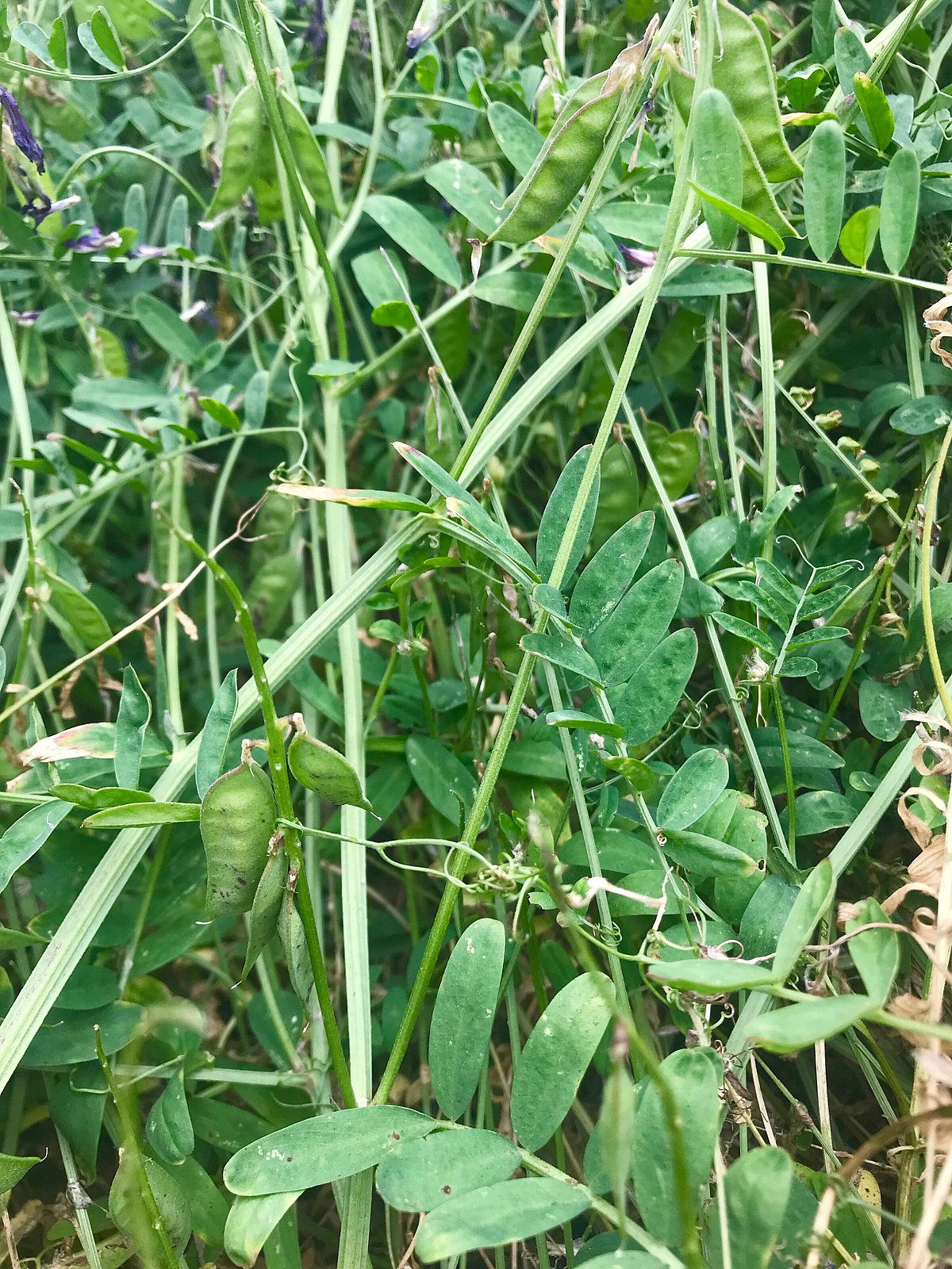 Common Vetch | GSB Brokers
