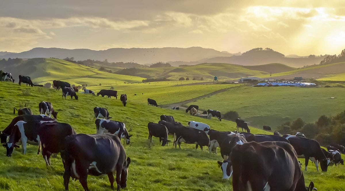 Specialist in Animal Homeopathy | Homeopathic Farm Services