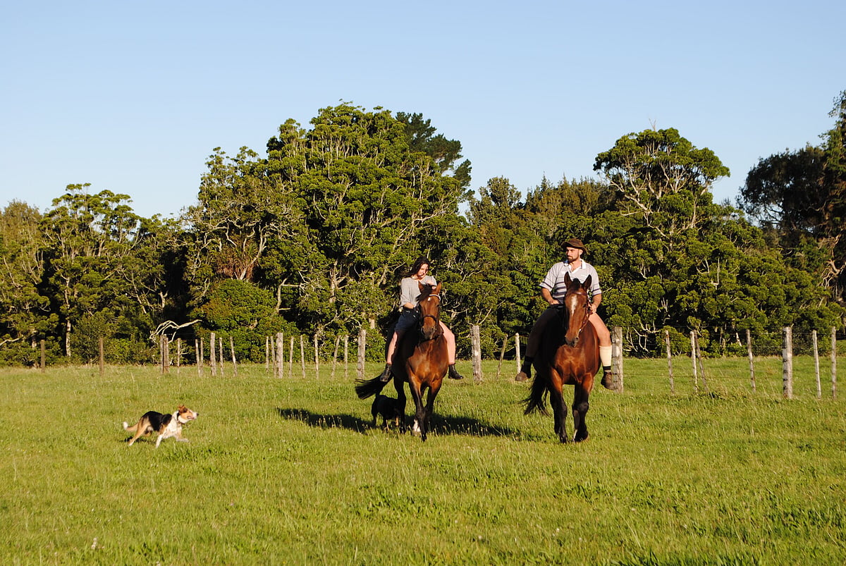 Highfields Farm | Hay & Stock Feed | NZ Wide Delivery