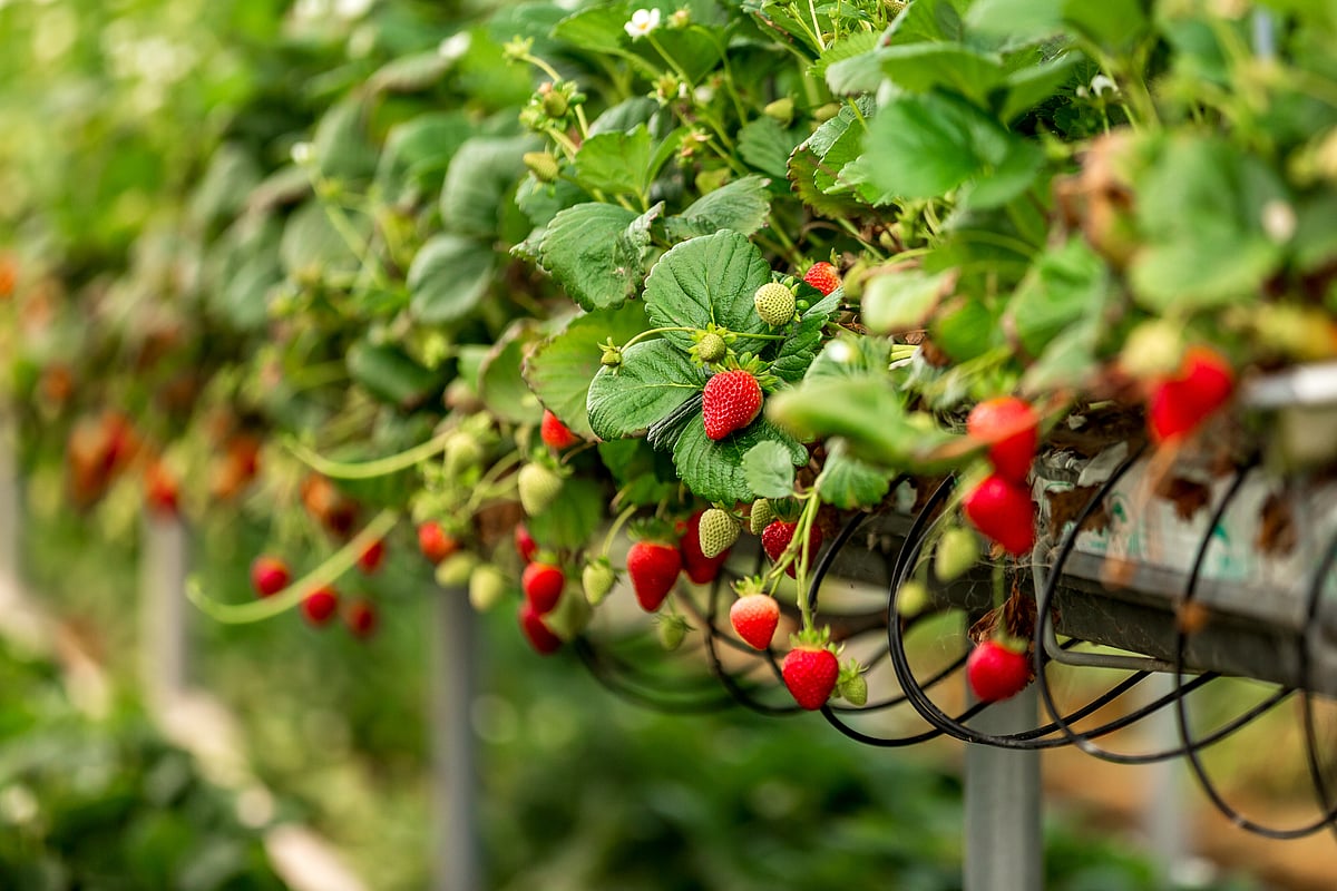 Our Berries | Piopio Berry Orchard in Piopio, NZ | Piopio Berry Orchard