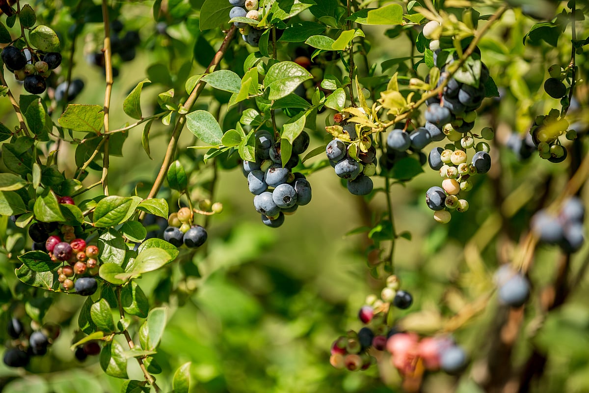 Our Berries | Piopio Berry Orchard in Piopio, NZ | Piopio Berry Orchard