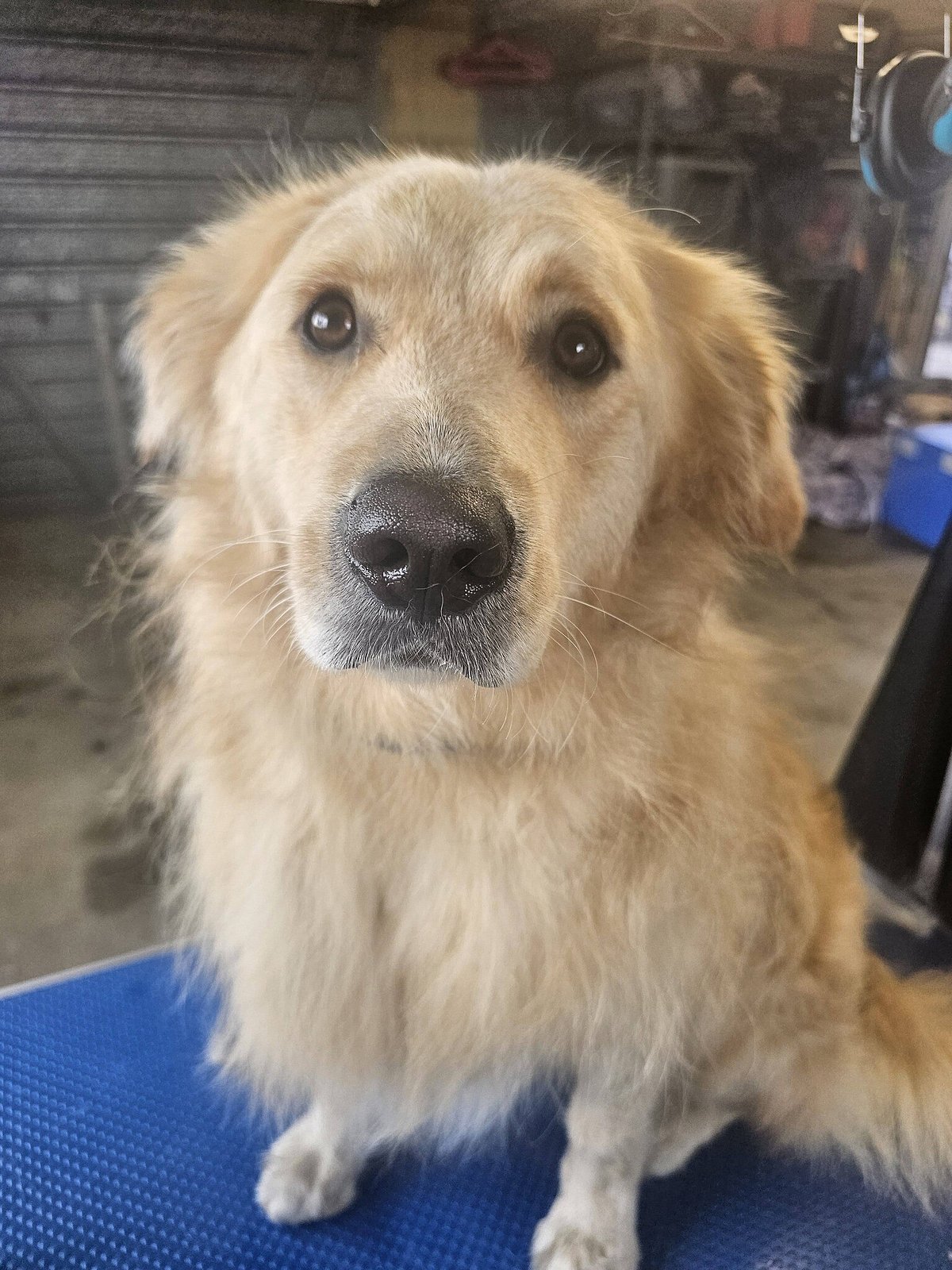 Potato | The Dog Rescue Project