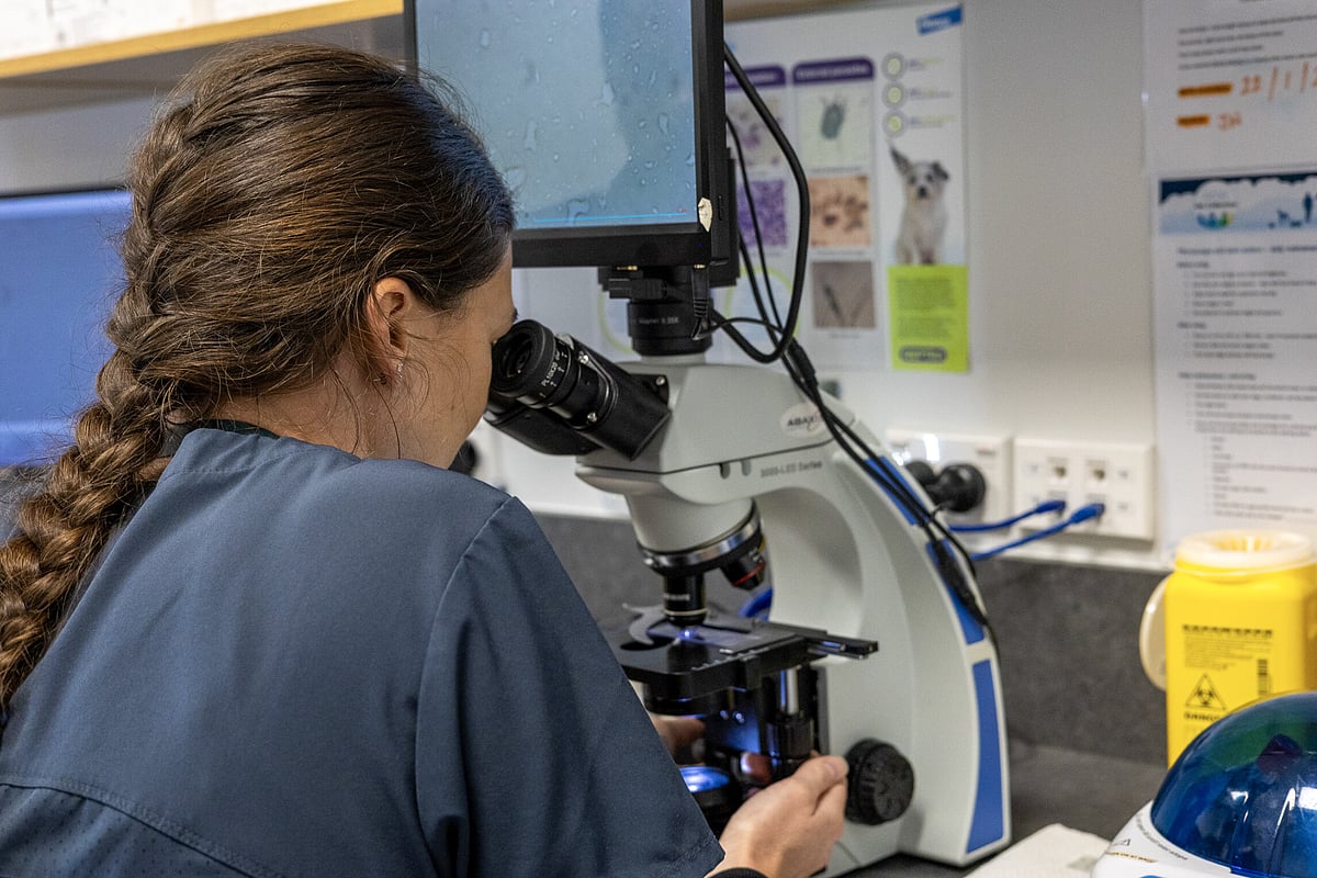 Why an in-house laboratory matters | West Coast Vets