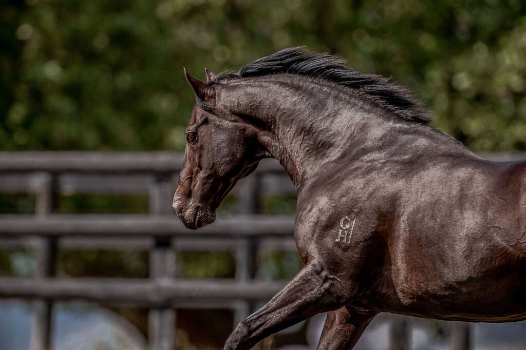 TBH Conception | New Zealand Thoroughbred Breeders' Association