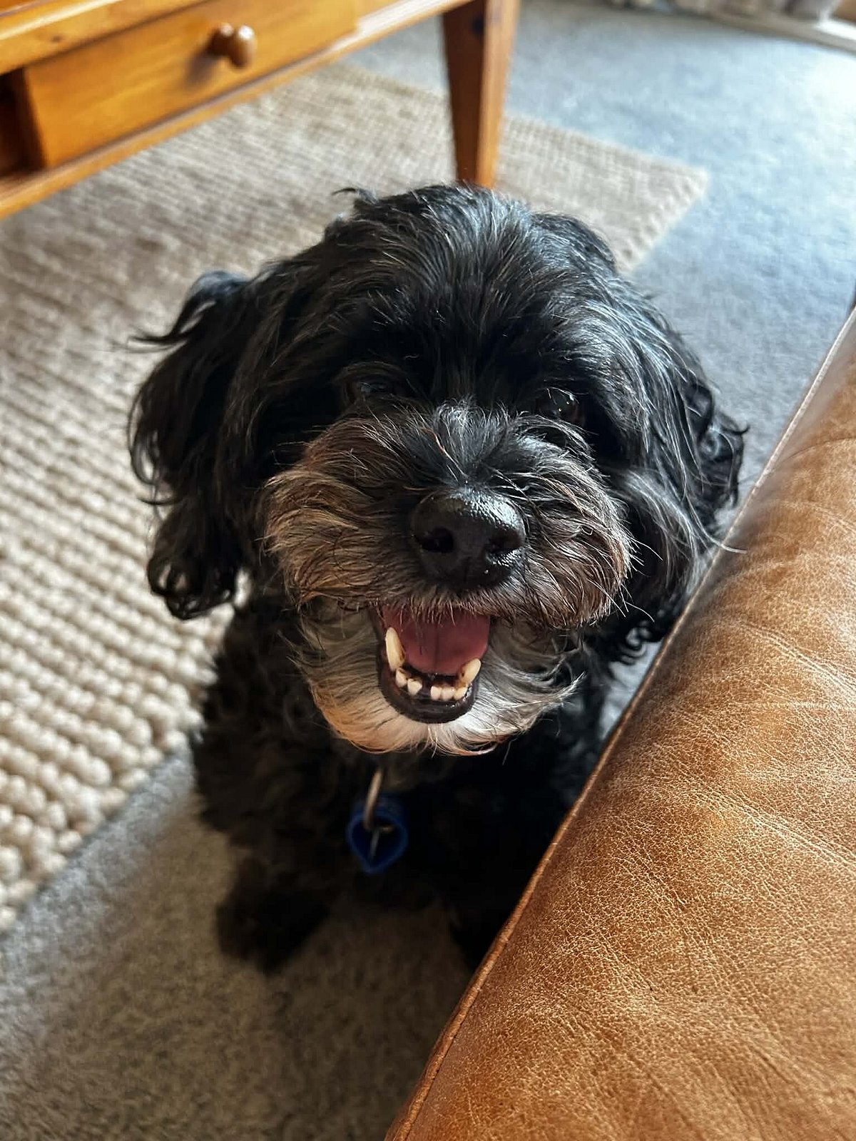 Quade | The Dog Rescue Project