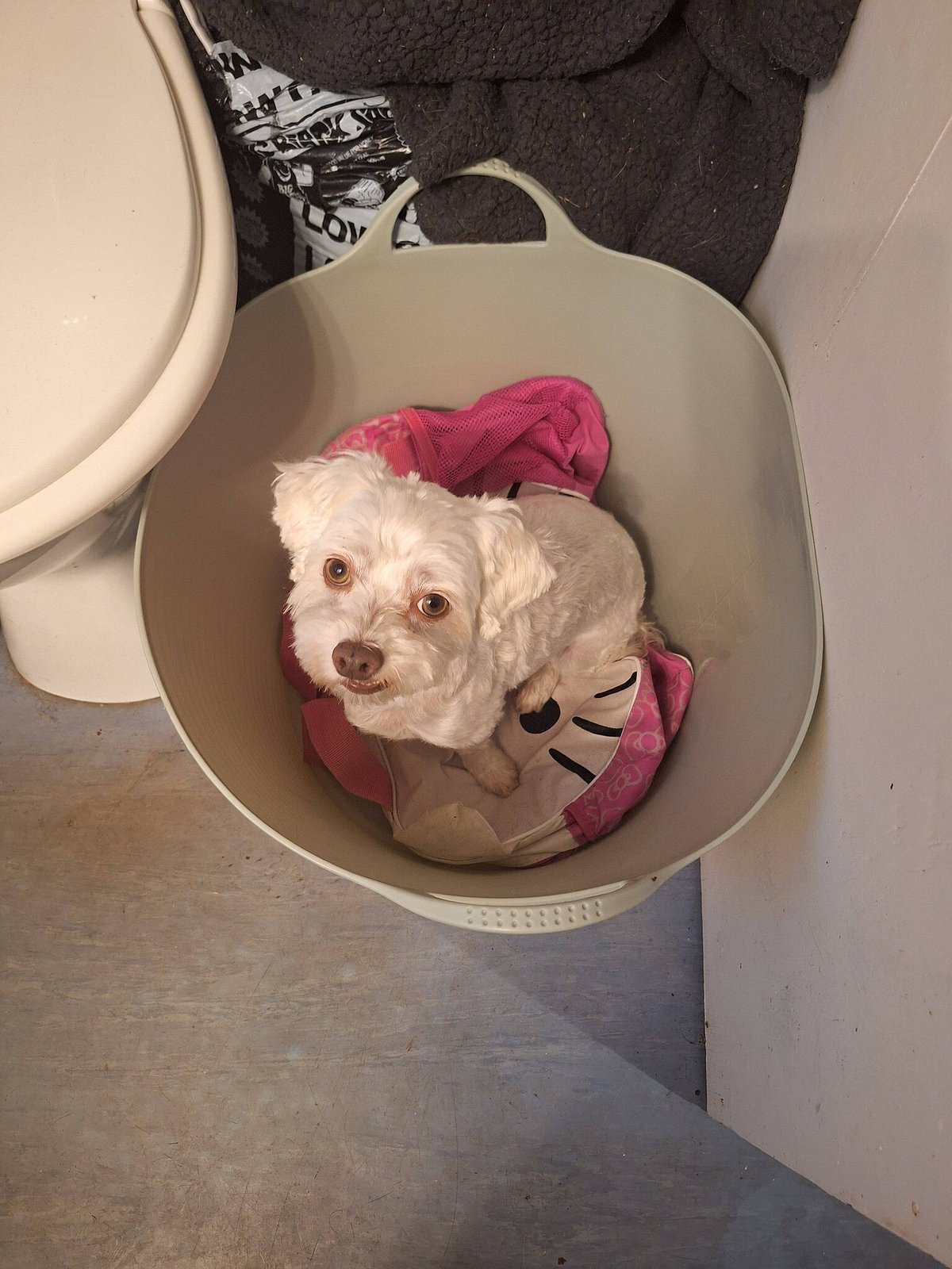 Milton | The Dog Rescue Project