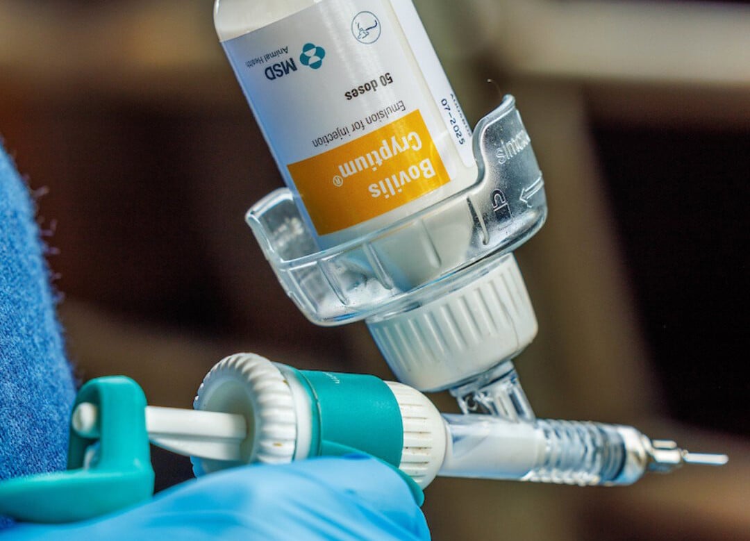 New Crypto vaccine for the toolbox | Vet Clinic Morrinsville