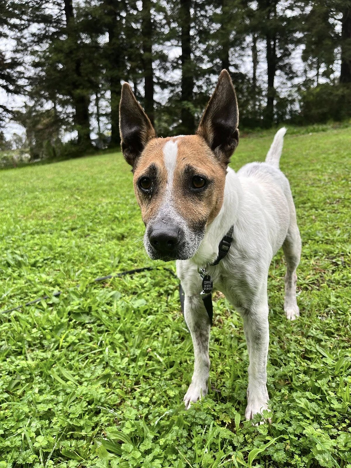 Vinnie | The Dog Rescue Project