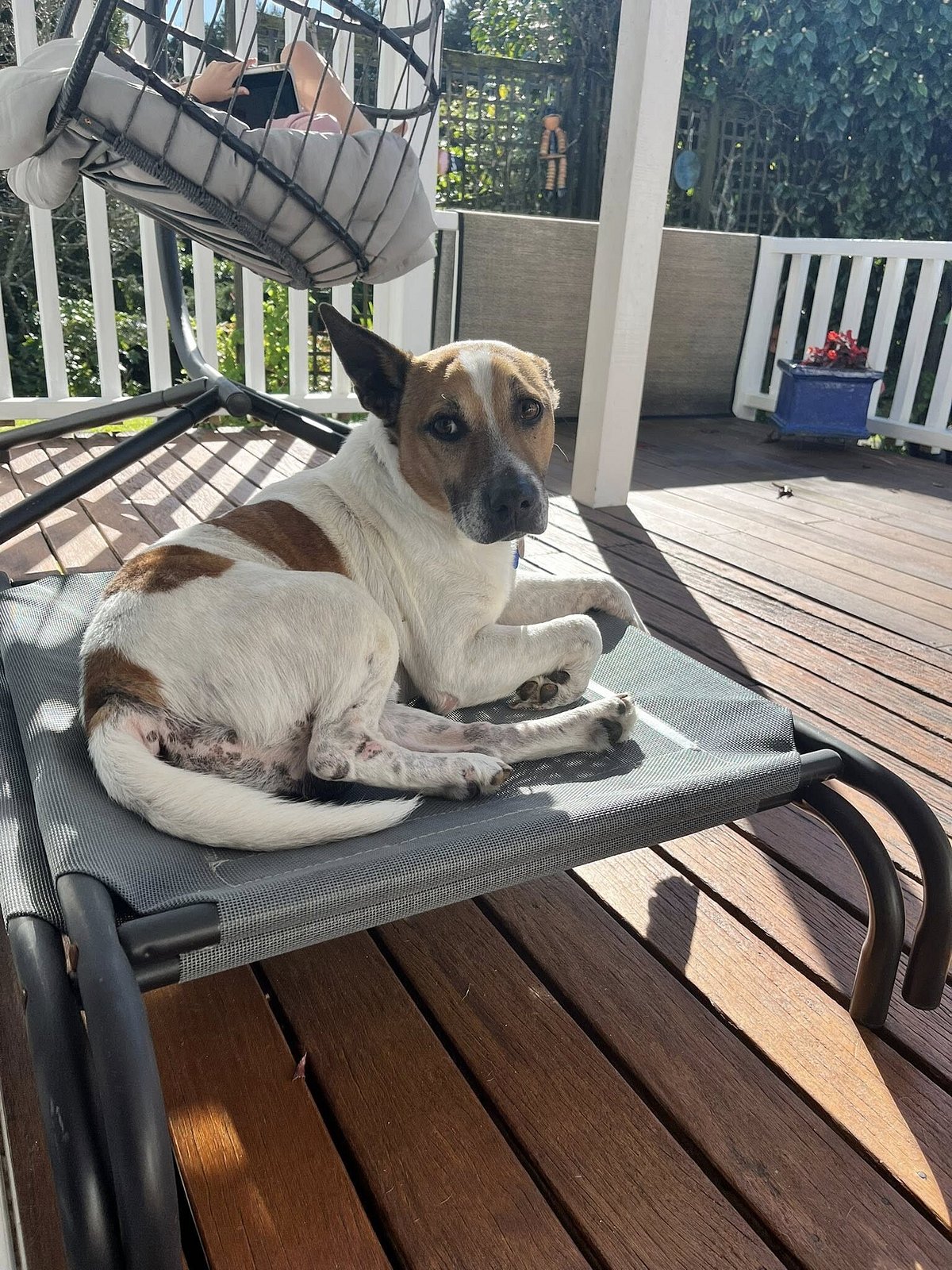 Vinnie | The Dog Rescue Project