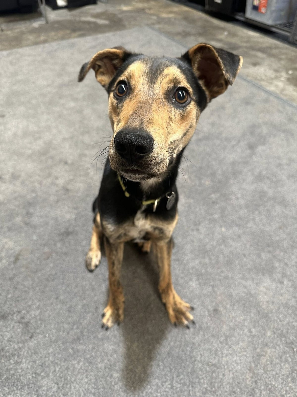 Luke | The Dog Rescue Project