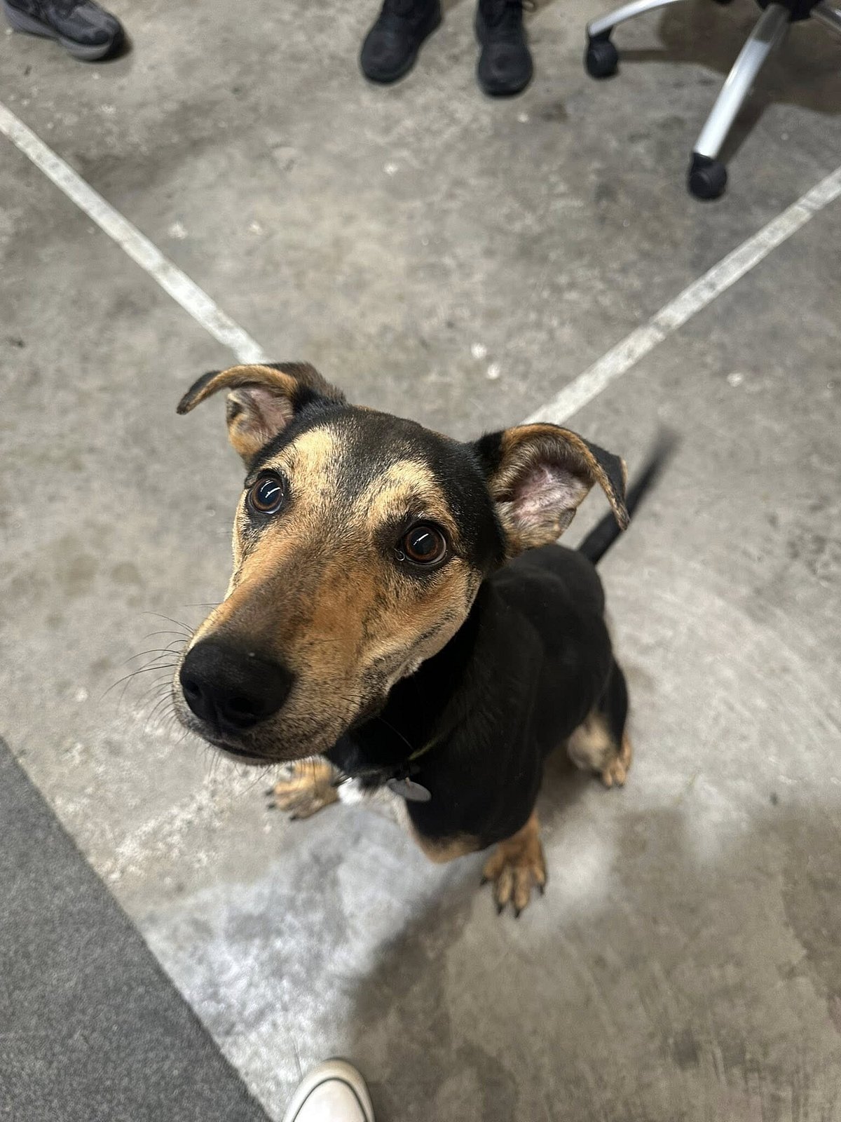 Luke | The Dog Rescue Project