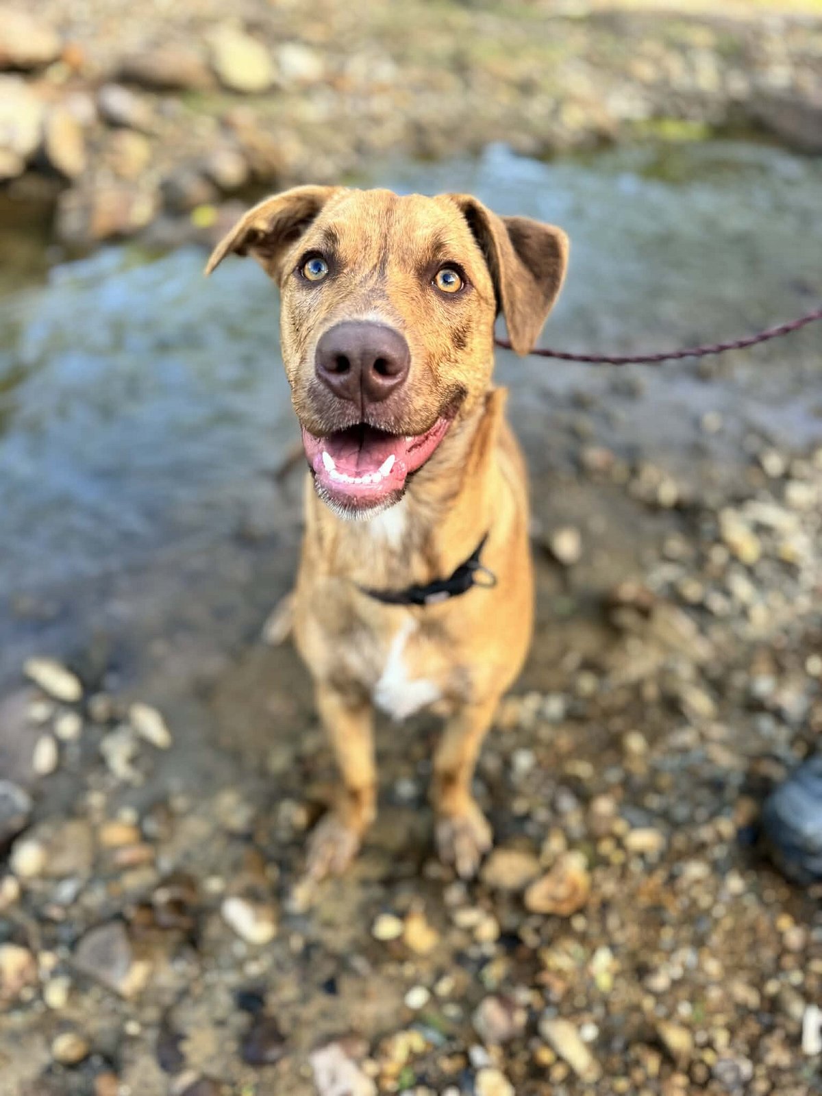 Pound Hounds Rescue | willow